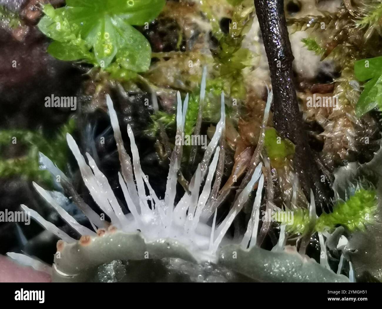 scaly pelt lichen (Peltigera praetextata Stock Photo - Alamy