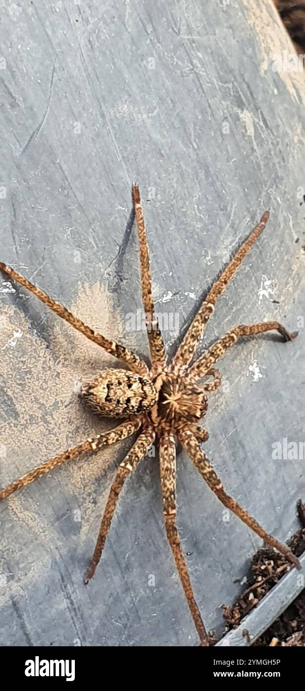 Giant Huntsman Spider Heteropoda Maxima