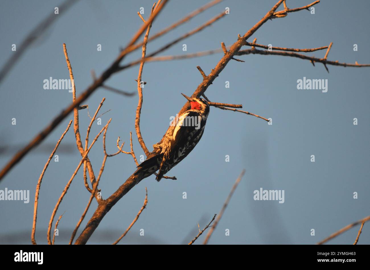 Yellow-bellied Sapsucker (Sphyrapicus varius Stock Photo - Alamy