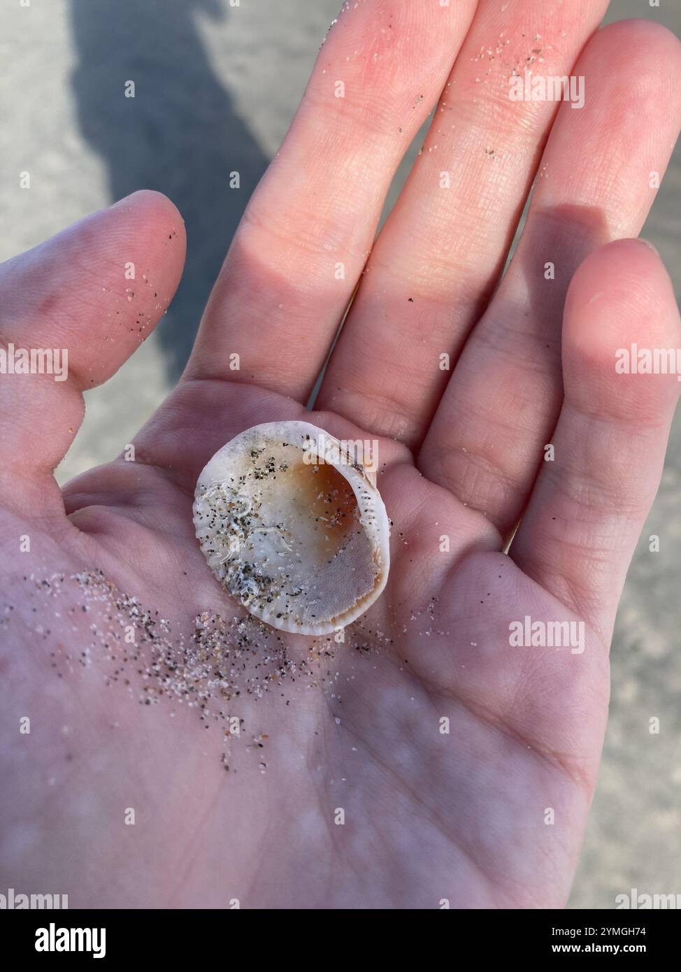 Spectral Bittersweet Clam (Glycymeris spectralis Stock Photo - Alamy