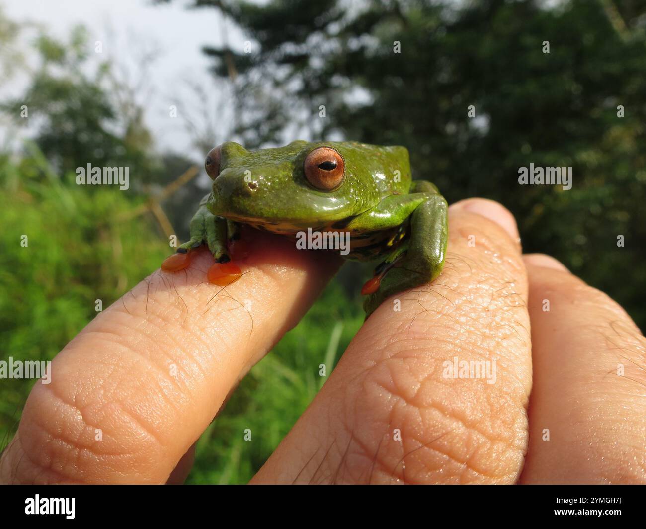 São Tomé Giant Treefrog (Hyperolius thomensis Stock Photo - Alamy