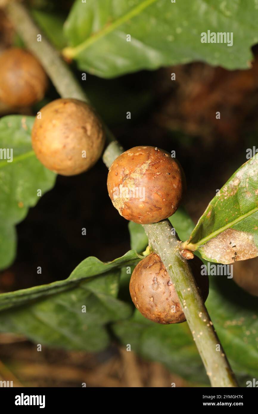 Oak Marble Gall Wasp (Andricus kollari Stock Photo - Alamy