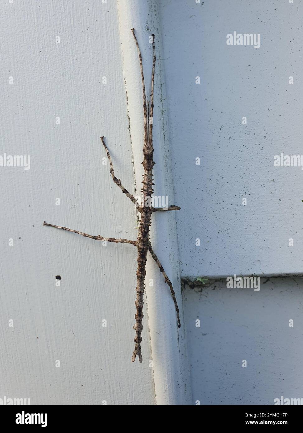 Prickly Stick Insect (Acanthoxyla prasina Stock Photo - Alamy