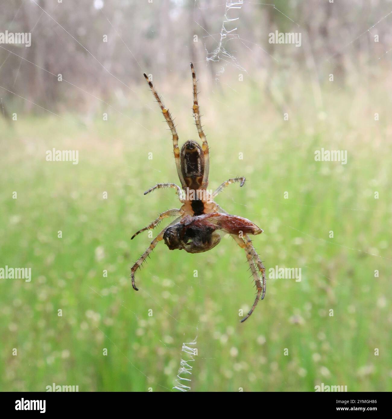 Enamelled spider hi-res stock photography and images - Alamy