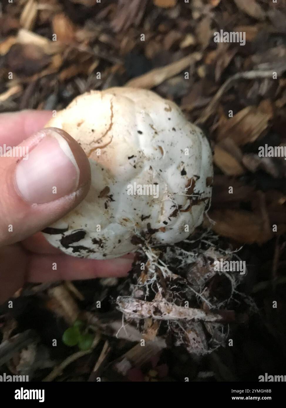 red-cage fungus (Clathrus ruber Stock Photo - Alamy