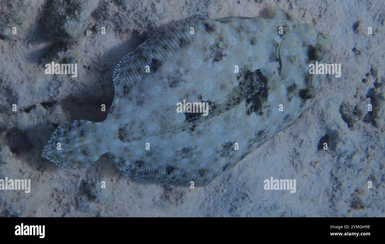 Atlantic Peacock Flounder (Bothus lunatus Stock Photo - Alamy