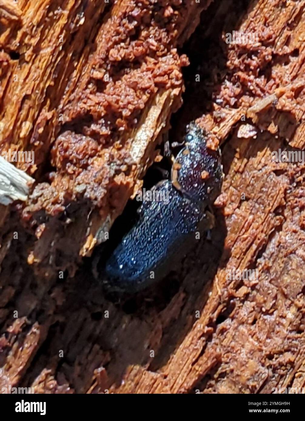 Red-rot Decay Stag Beetle (Ceruchus piceus Stock Photo - Alamy