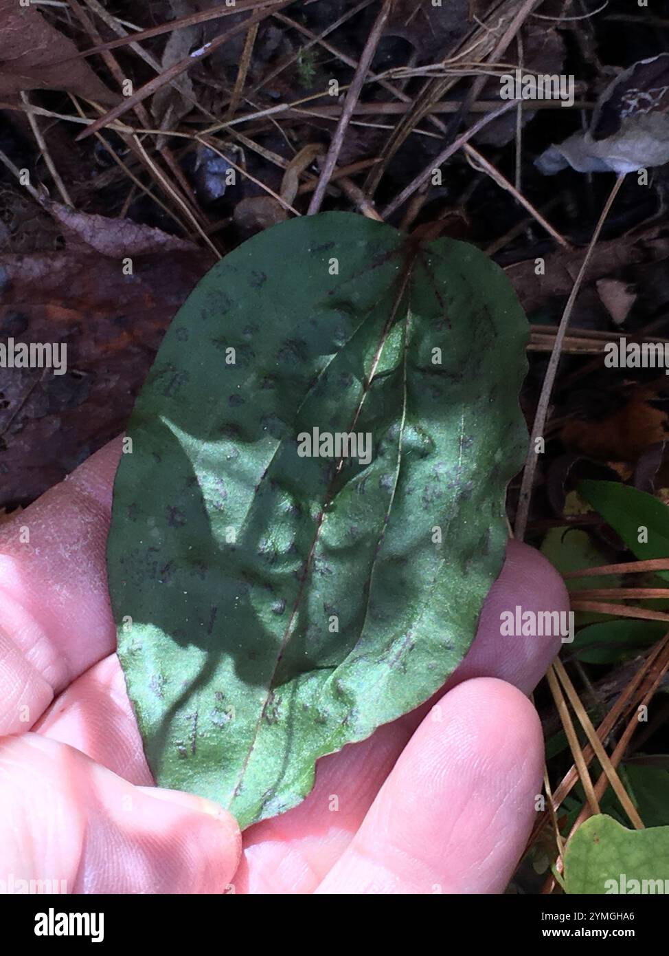 crane-fly orchid (Tipularia discolor Stock Photo - Alamy