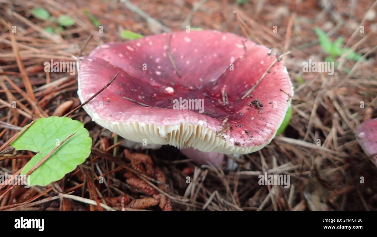Primrose Brittlegill (Russula sardonia Stock Photo - Alamy