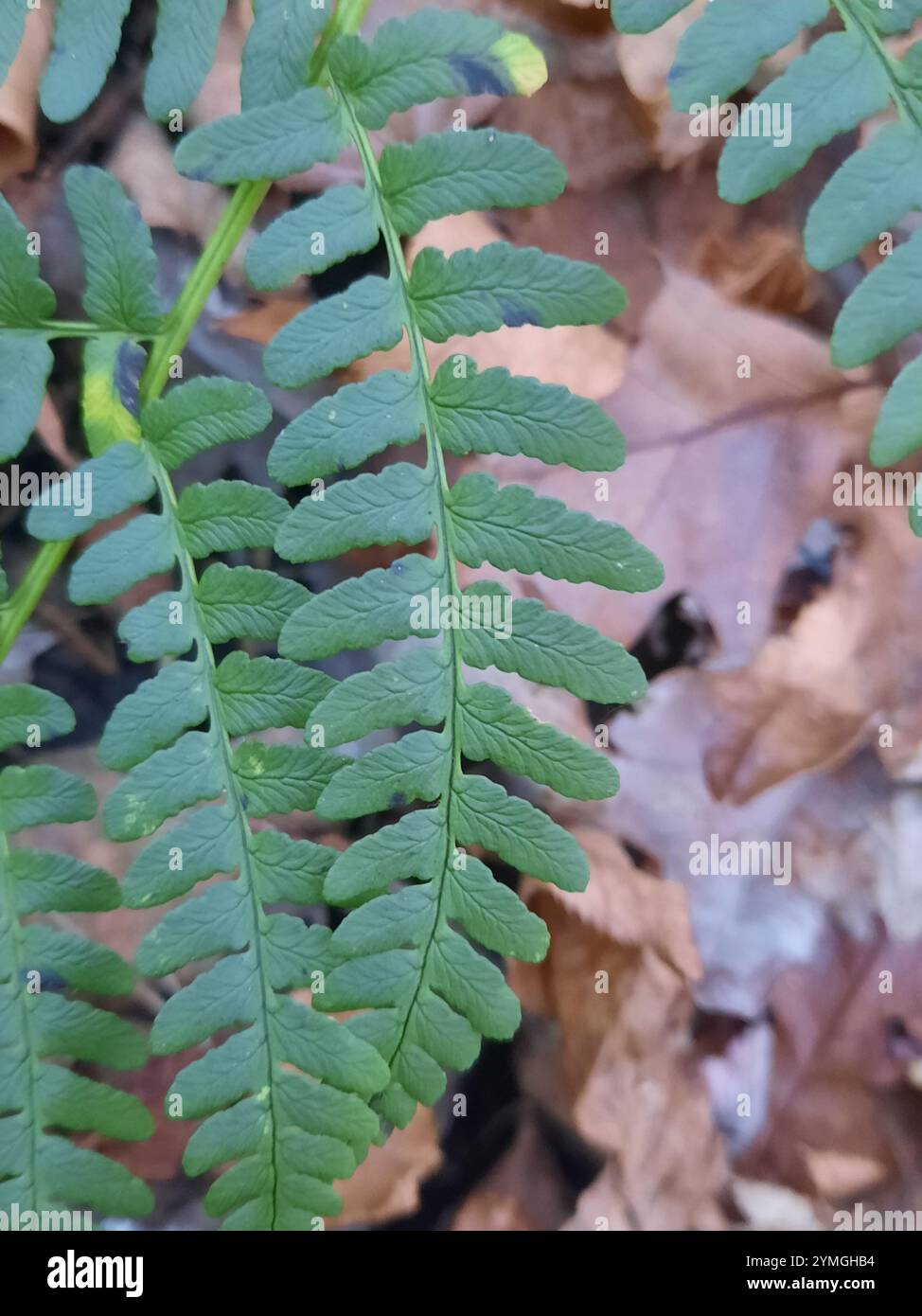 marginal wood fern (Dryopteris marginalis Stock Photo - Alamy