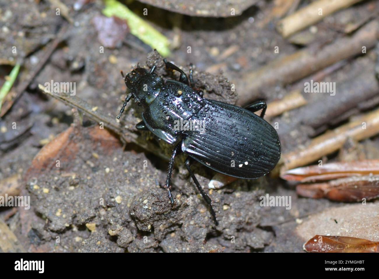 Abax parallelepipedus hi-res stock photography and images - Alamy