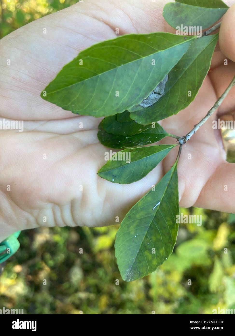 possumhaw (Ilex decidua Stock Photo - Alamy