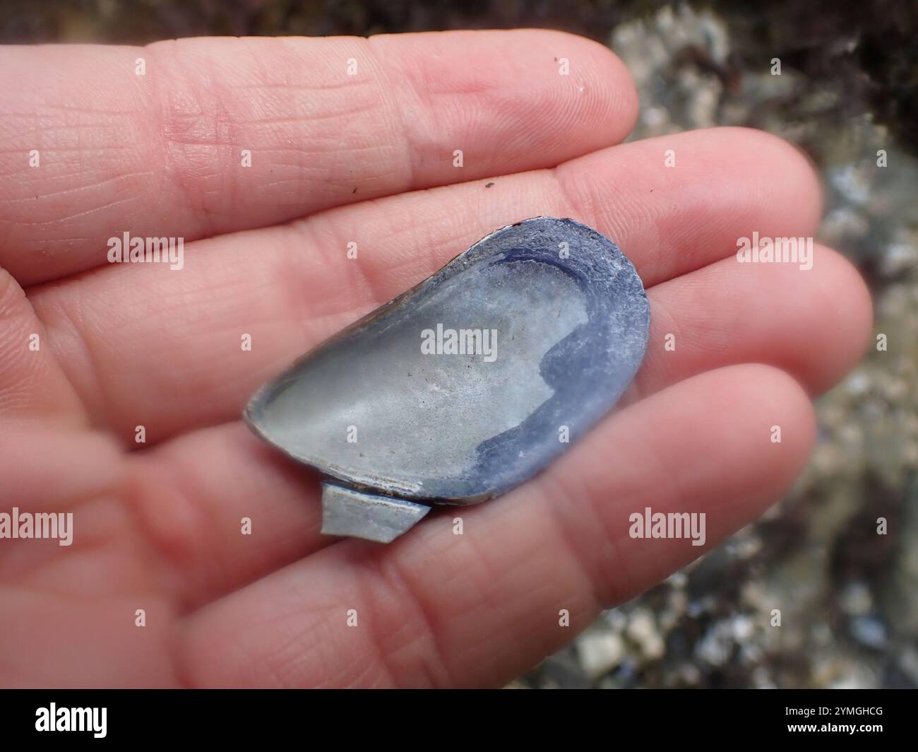 Northern Bay Mussel (Mytilus trossulus Stock Photo - Alamy