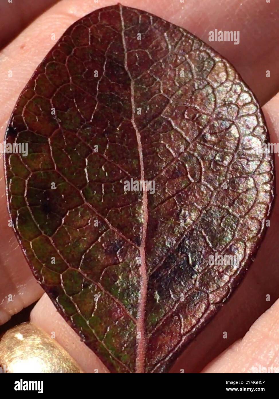 staggerbush (Lyonia mariana Stock Photo - Alamy