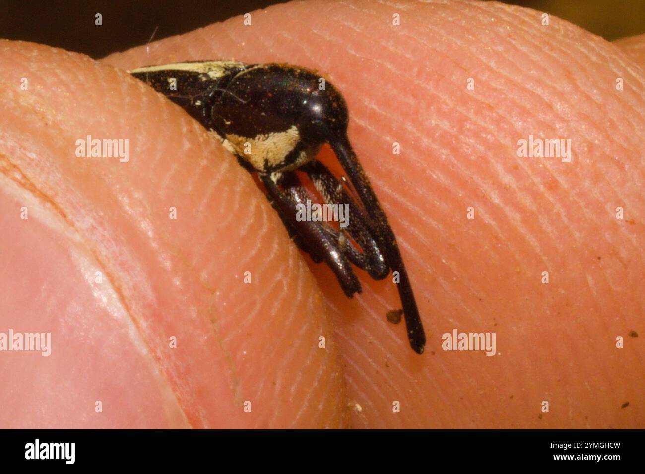 Suturalis hi-res stock photography and images - Alamy