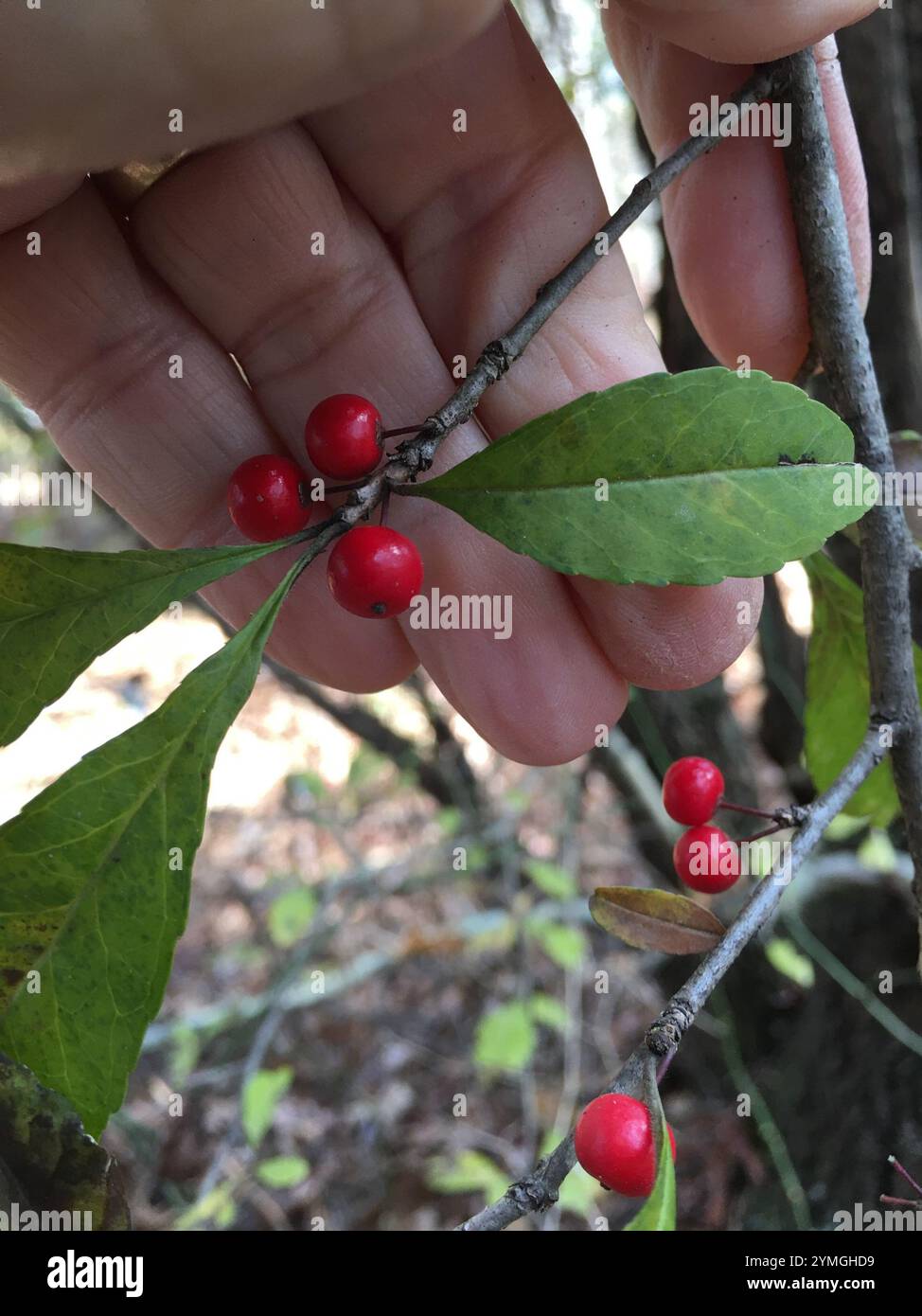possumhaw (Ilex decidua Stock Photo - Alamy