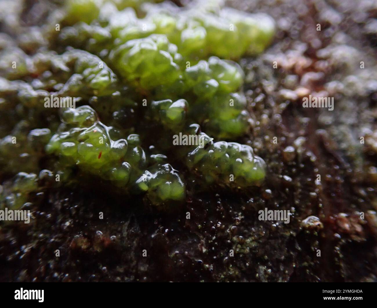 Radula complanata hi-res stock photography and images - Alamy