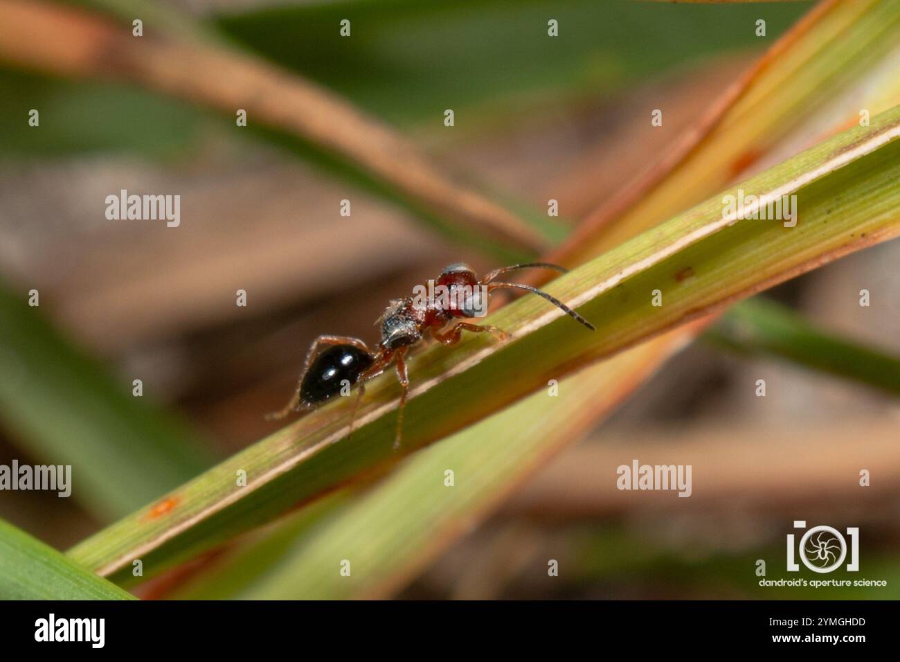 Pincer Wasps (Dryinidae Stock Photo - Alamy