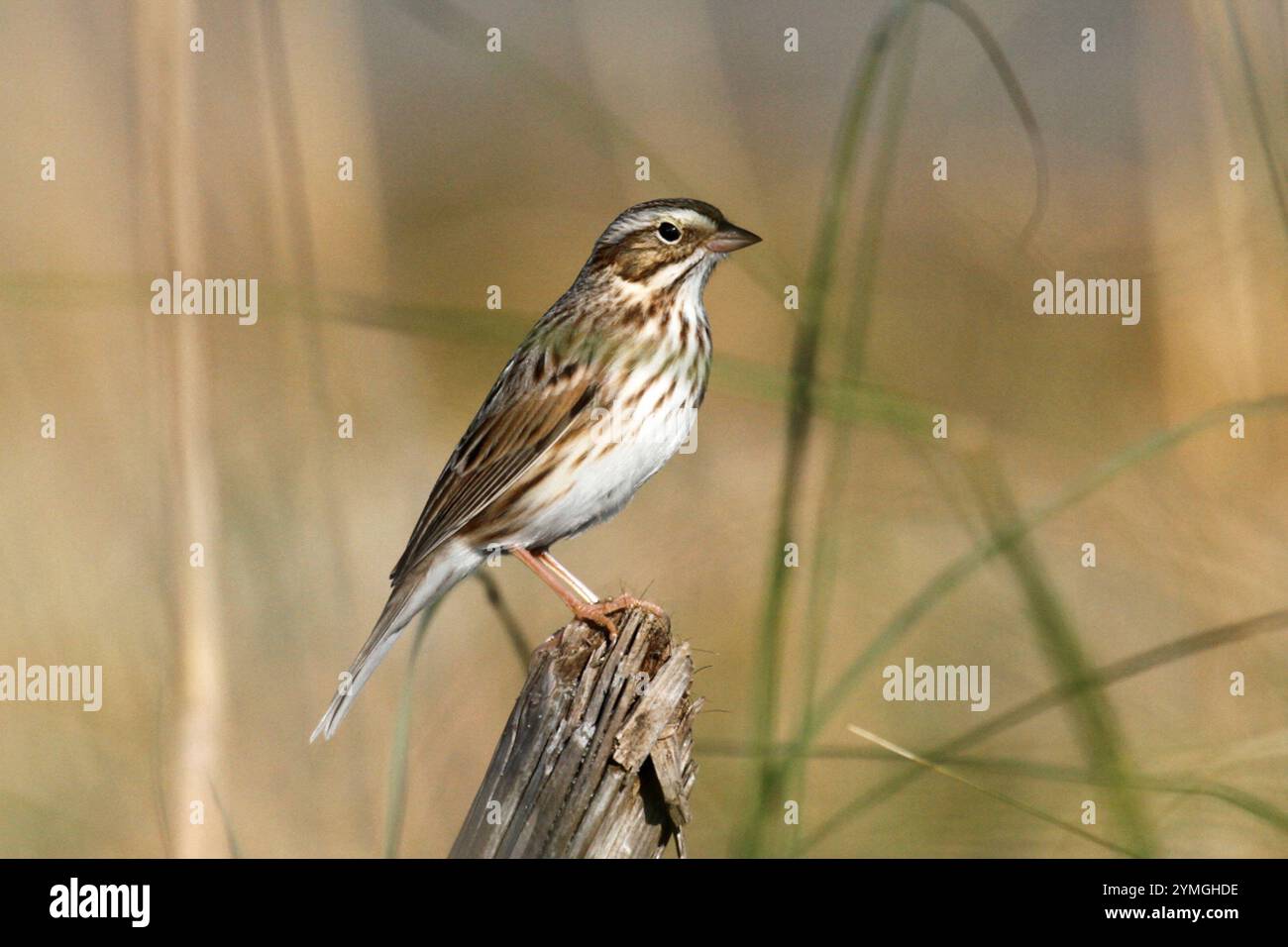 Savannah Sparrow (Passerculus sandwichensis Stock Photo - Alamy