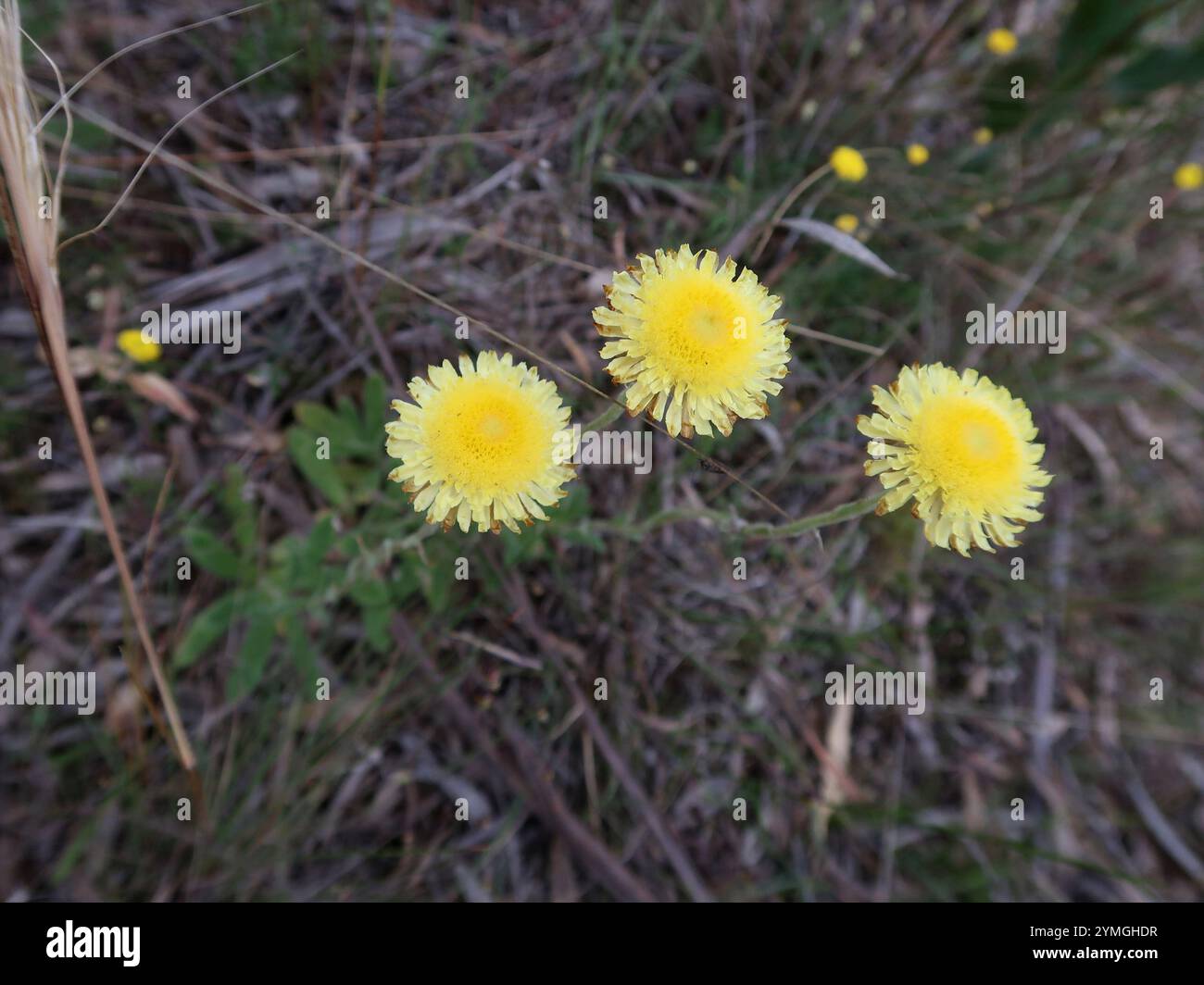 button everlasting (Coronidium scorpioides Stock Photo - Alamy
