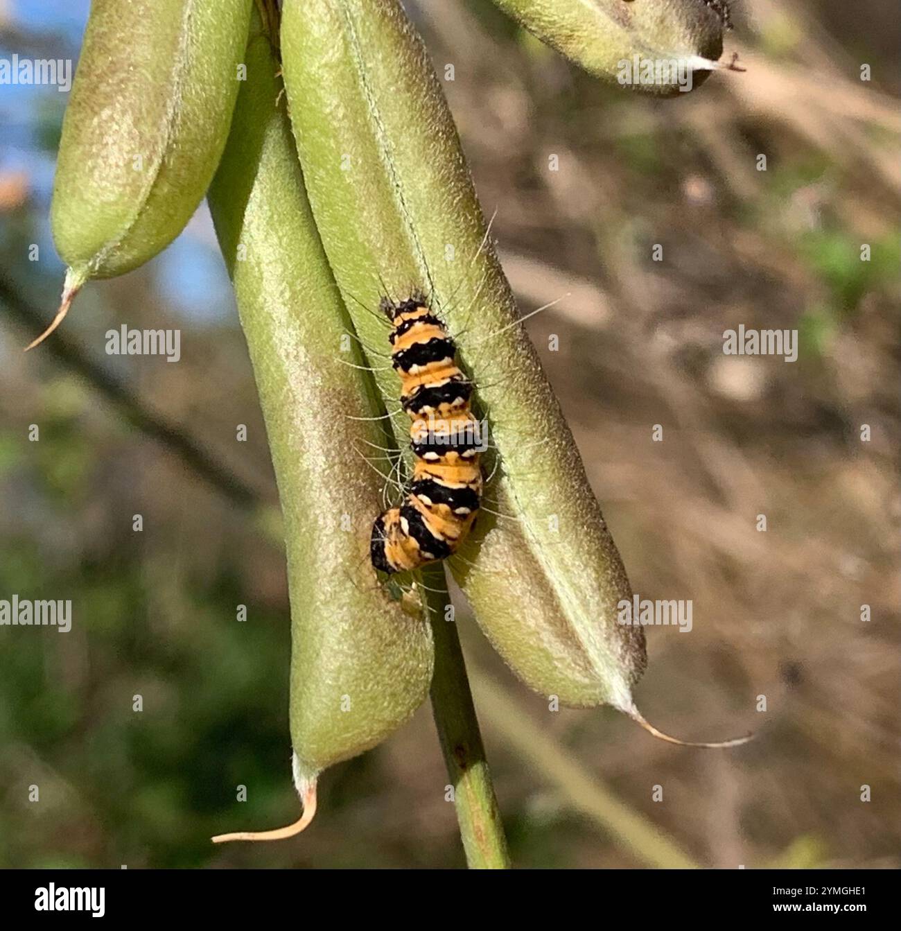 Ornate Bella Moth (Utetheisa ornatrix Stock Photo - Alamy