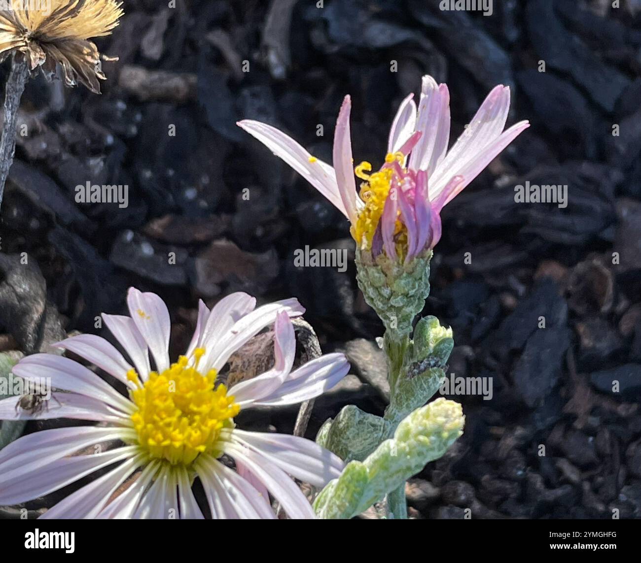 Corethrogyne filaginifolia hi-res stock photography and images - Alamy