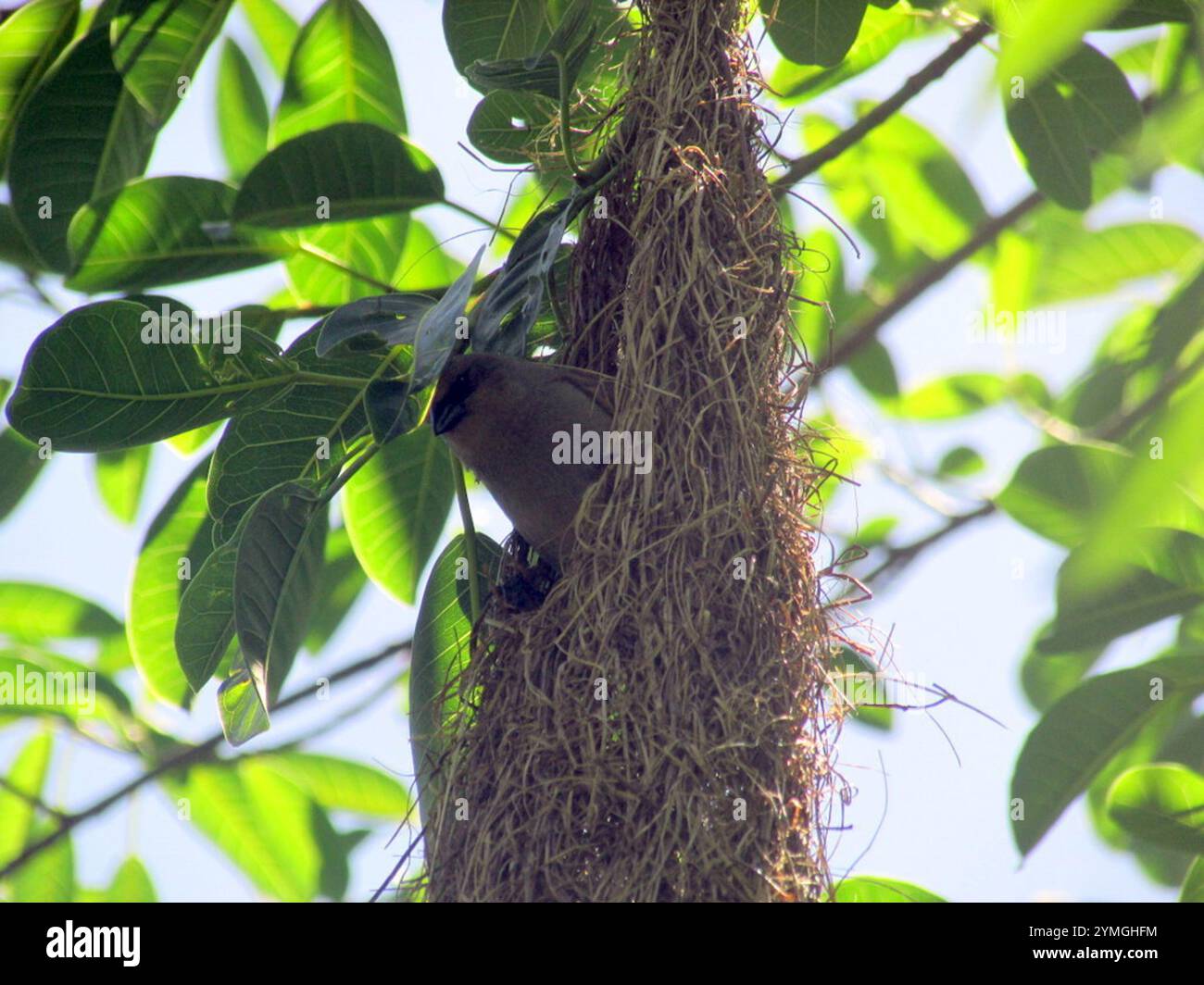 Grayish Baywing (Agelaioides badius Stock Photo - Alamy