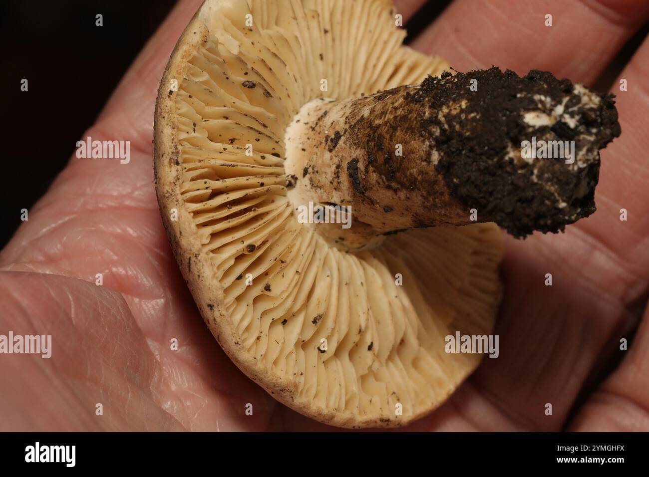 Brown Roll-Rim (Paxillus involutus Stock Photo - Alamy