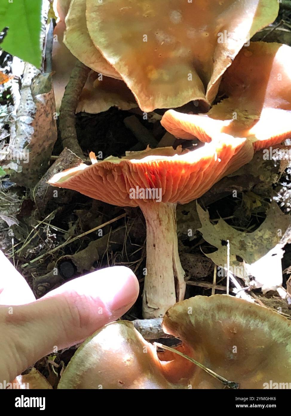 Basidiomycete Fungi (Basidiomycota Stock Photo - Alamy