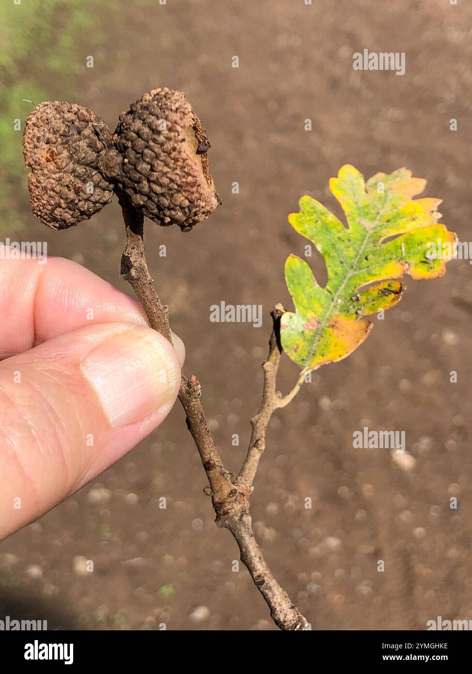 valley oak (Quercus lobata Stock Photo - Alamy