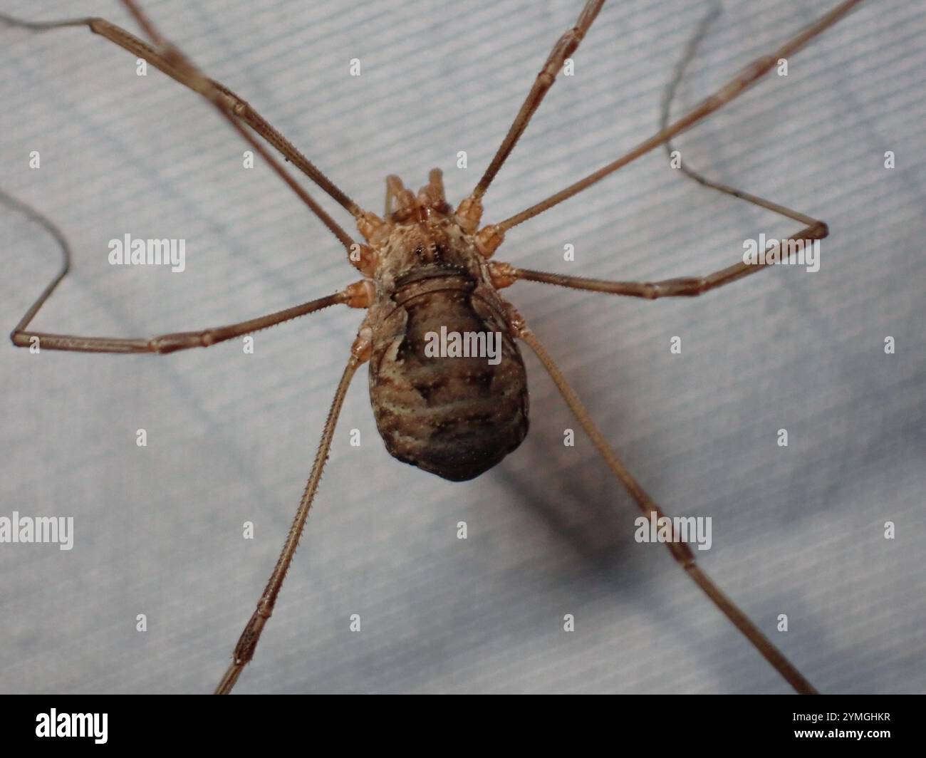 European Harvestman (Phalangium opilio Stock Photo - Alamy