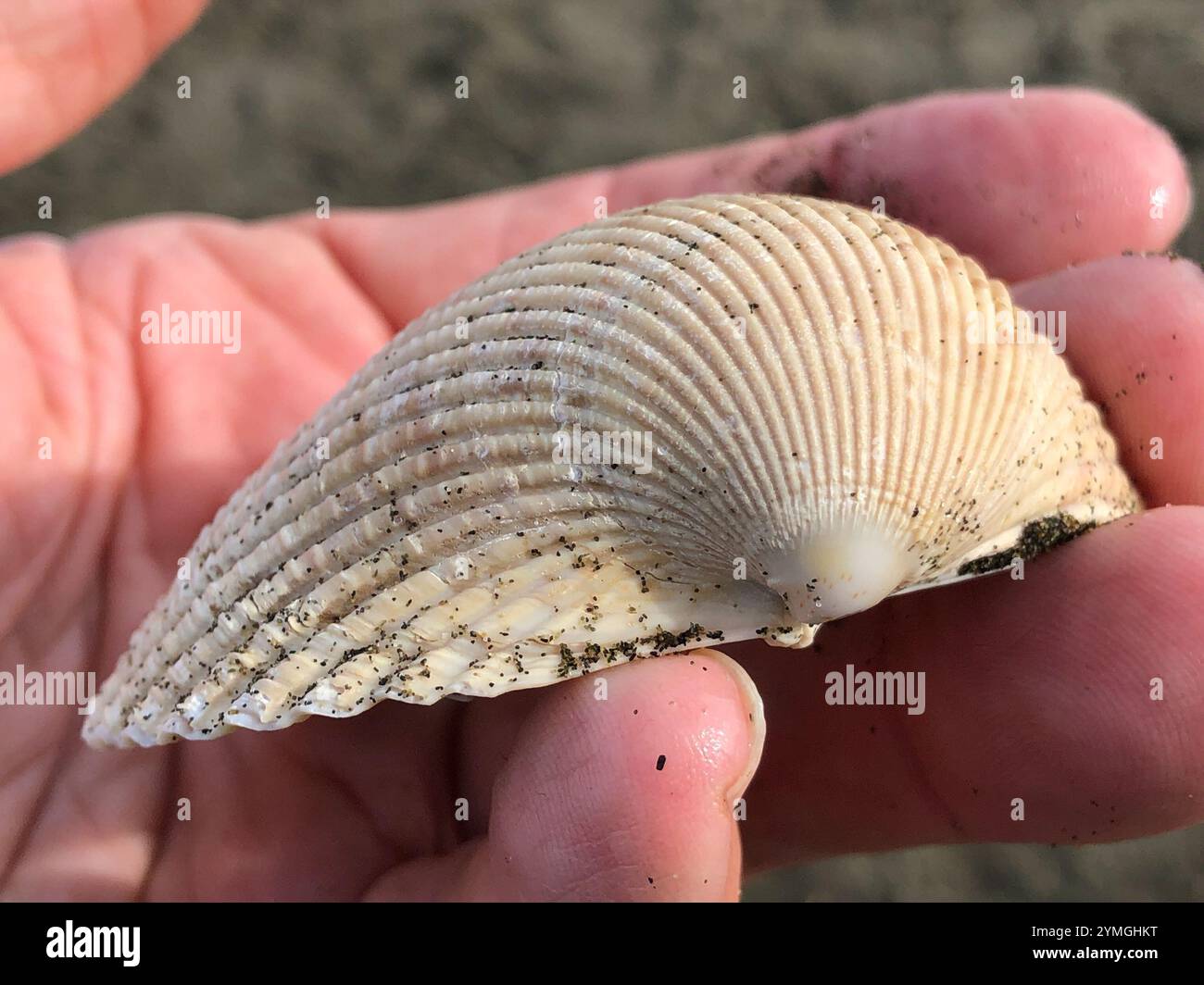 Clinocardium nuttallii hi-res stock photography and images - Alamy