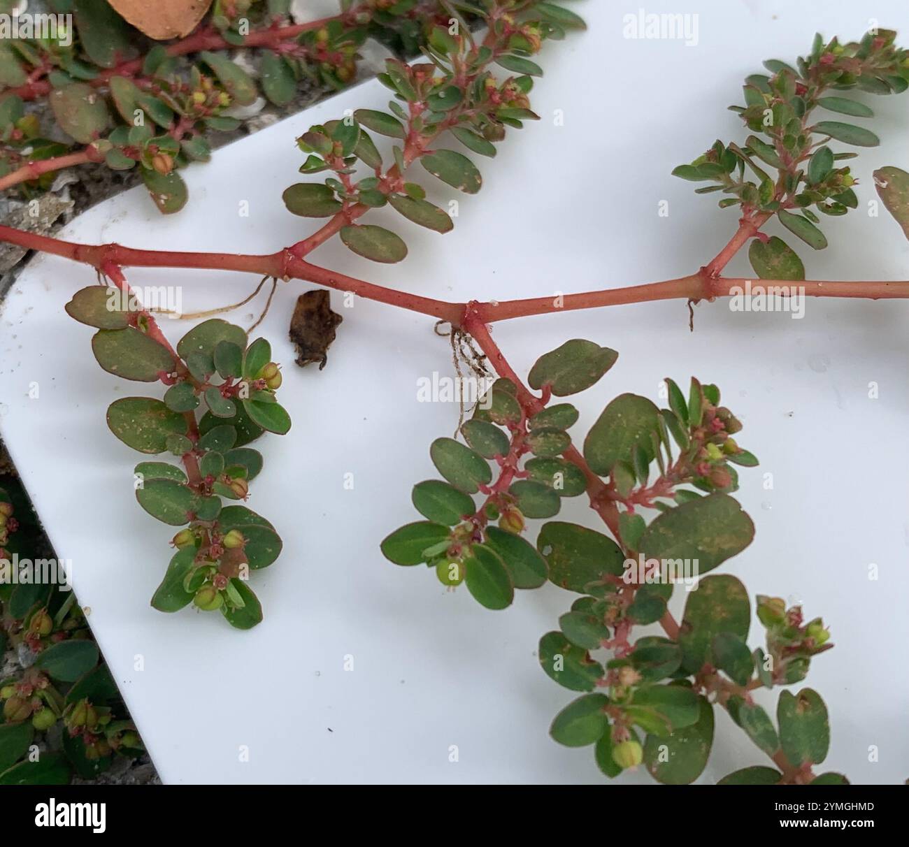 limestone sandmat (Euphorbia blodgettii Stock Photo - Alamy