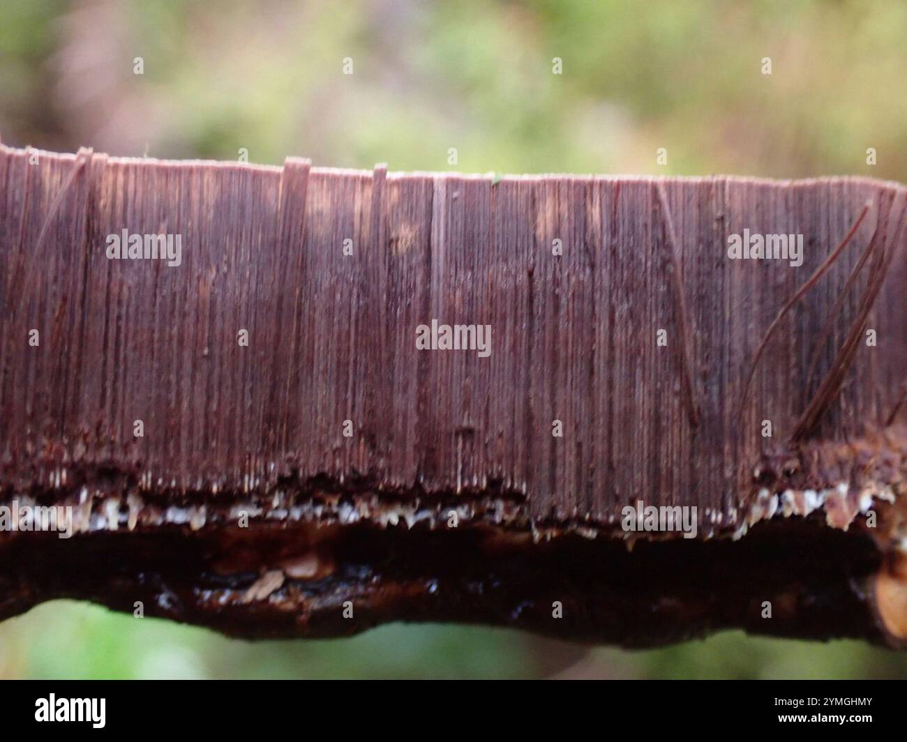 artist's bracket (Ganoderma applanatum Stock Photo - Alamy