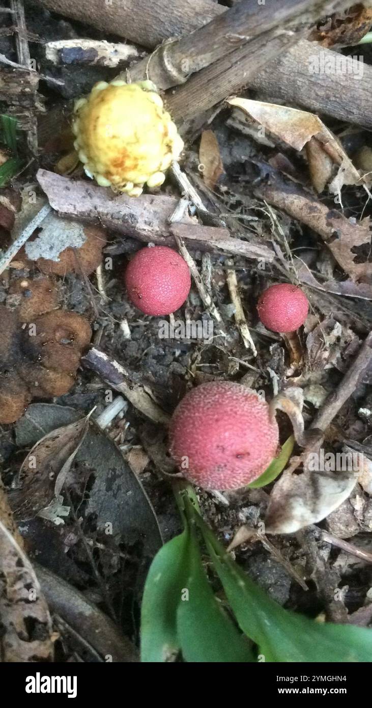 Harland’s Balanophora (Balanophora harlandii Stock Photo - Alamy