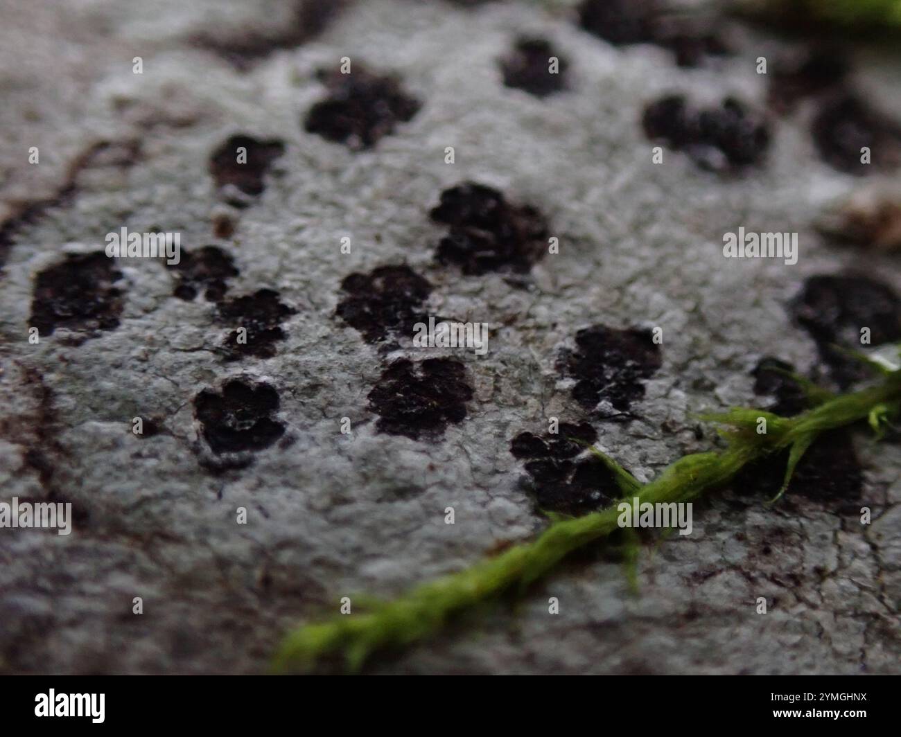 Asterisk Lichen (Arthonia radiata Stock Photo - Alamy