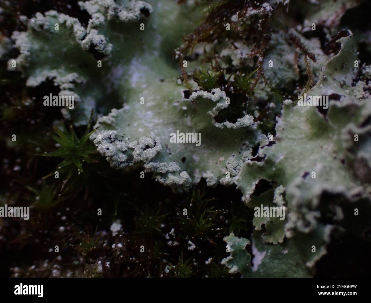 common lichens (Lecanoromycetes Stock Photo - Alamy