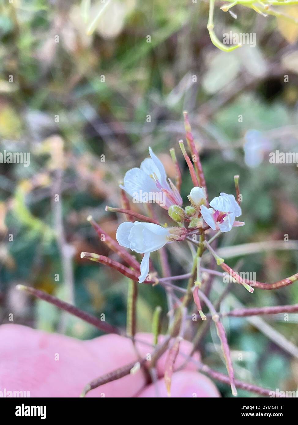 White Wall-rocket (Diplotaxis erucoides Stock Photo - Alamy