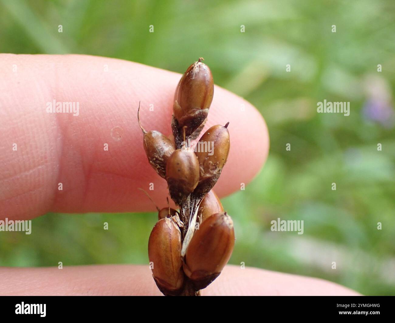 Alaska Plantain (Plantago macrocarpa Stock Photo - Alamy