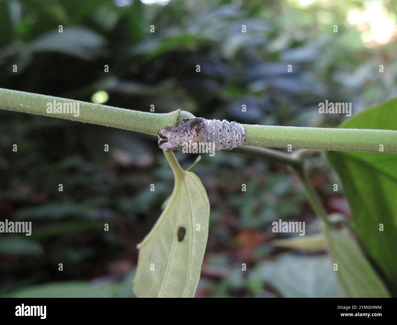 True Bugs, Hoppers, Aphids, and allies (Hemiptera Stock Photo - Alamy