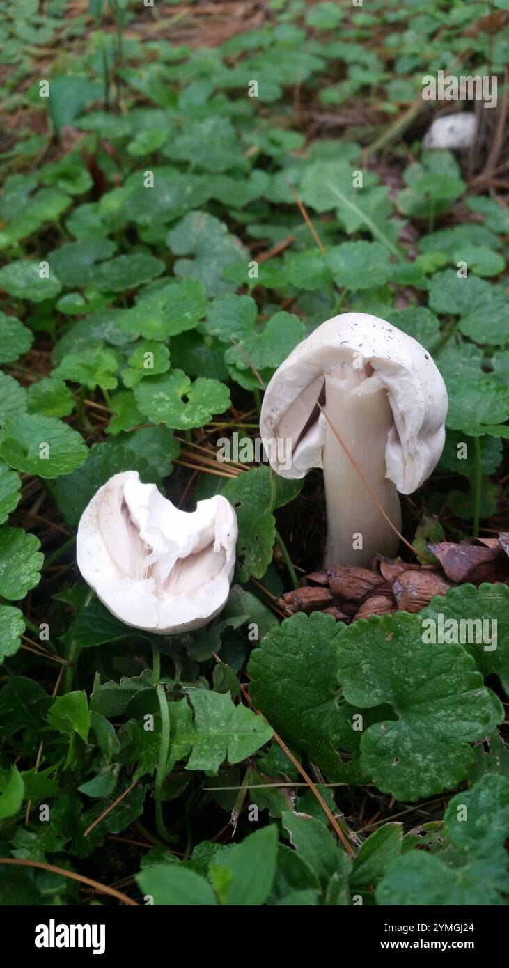 Yellow Stainer (Agaricus xanthodermus Stock Photo - Alamy