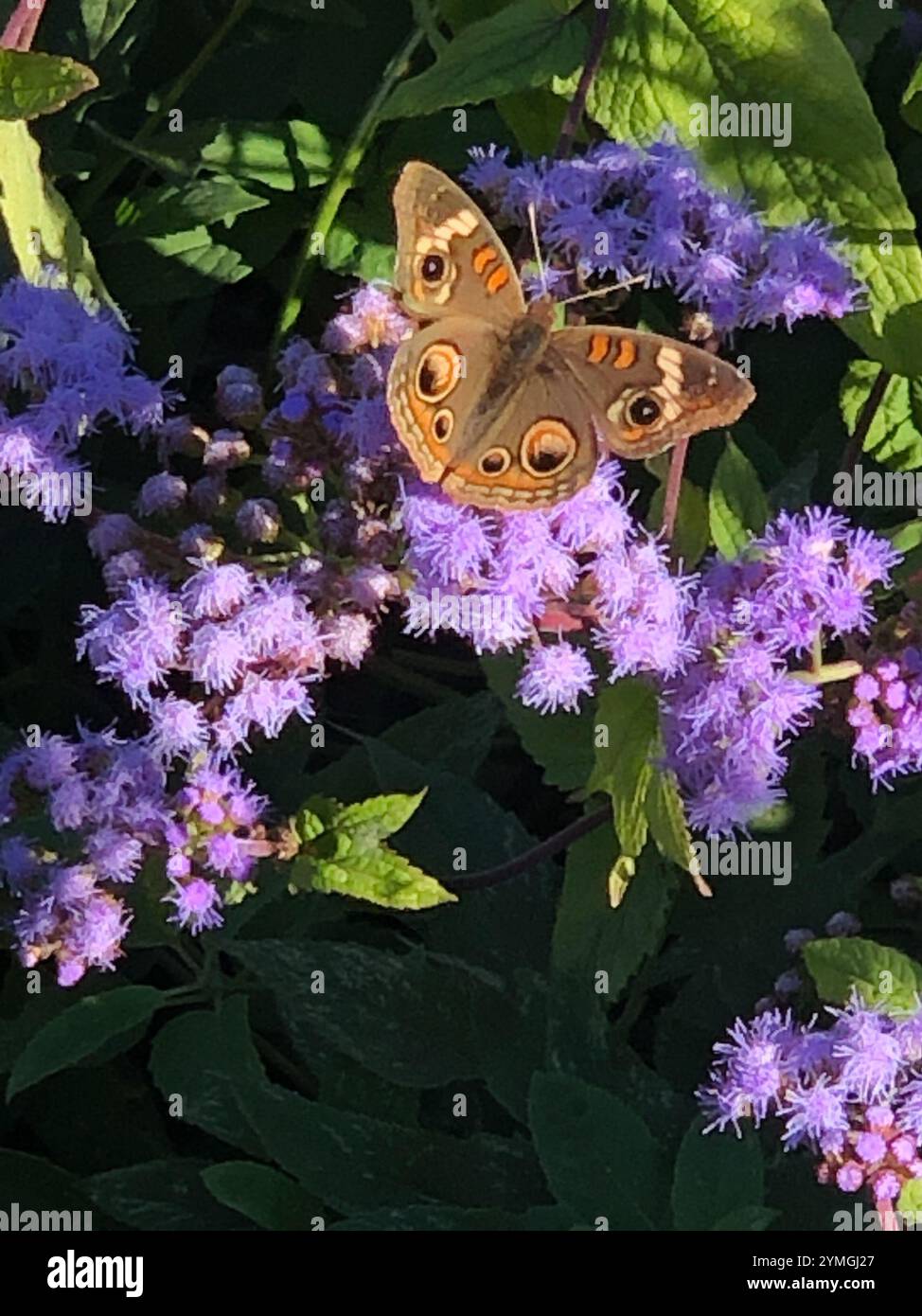 Common Buckeye (Junonia coenia Stock Photo - Alamy