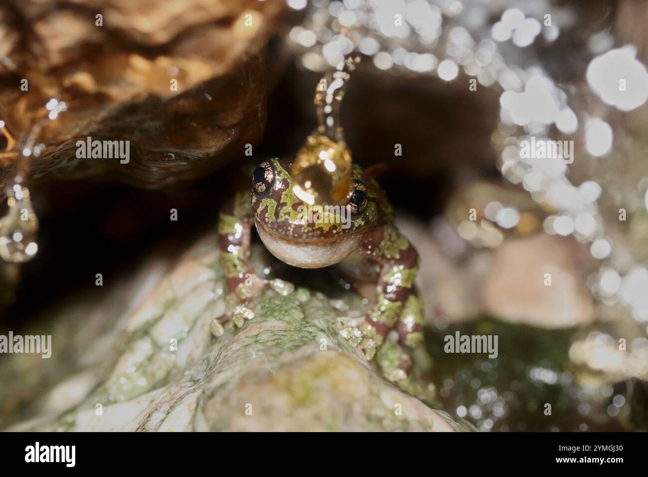 Eastern Ghost Frog (Heleophryne orientalis Stock Photo - Alamy