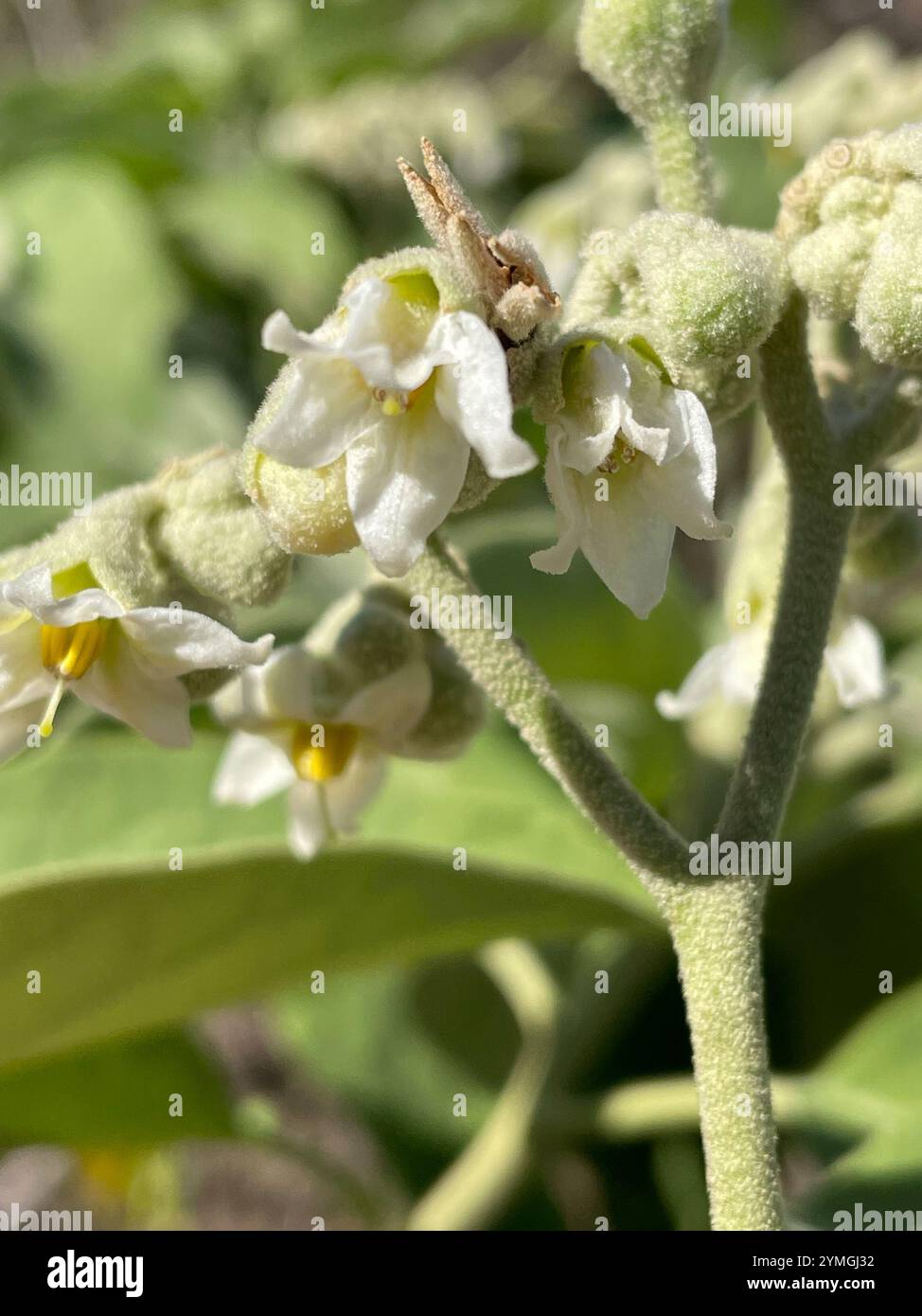 potato tree (Solanum erianthum Stock Photo - Alamy