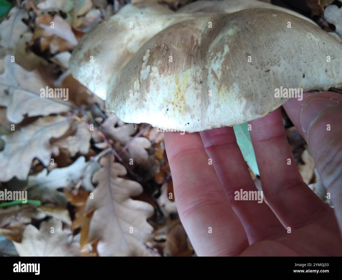 Yellow Stainer (Agaricus xanthodermus Stock Photo - Alamy