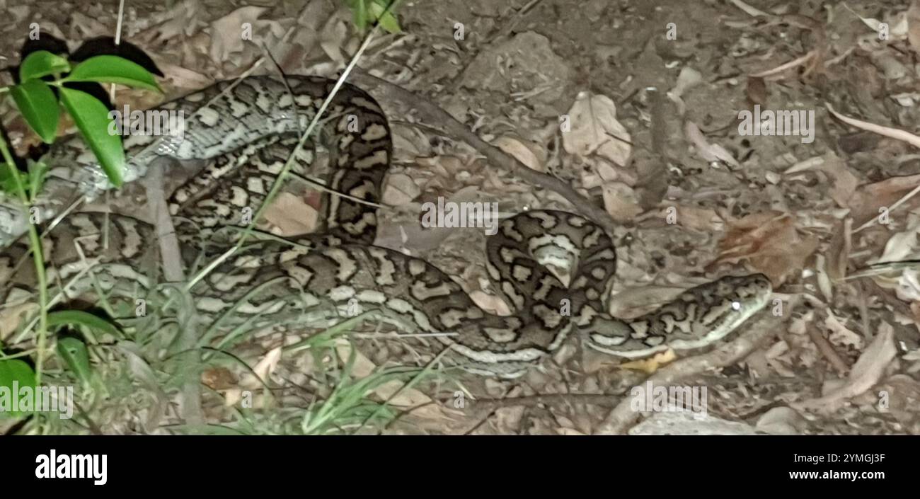 Coastal Carpet Python (Morelia spilota mcdowelli Stock Photo - Alamy