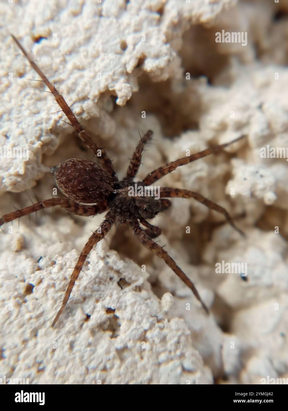 Thin-legged Wolf Spiders (Pardosa Stock Photo - Alamy