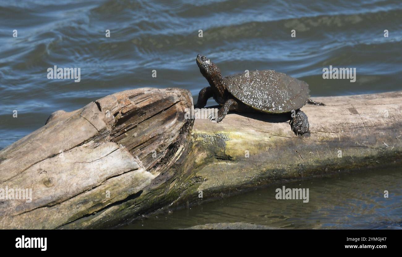 False Map Turtle (Graptemys pseudogeographica Stock Photo - Alamy