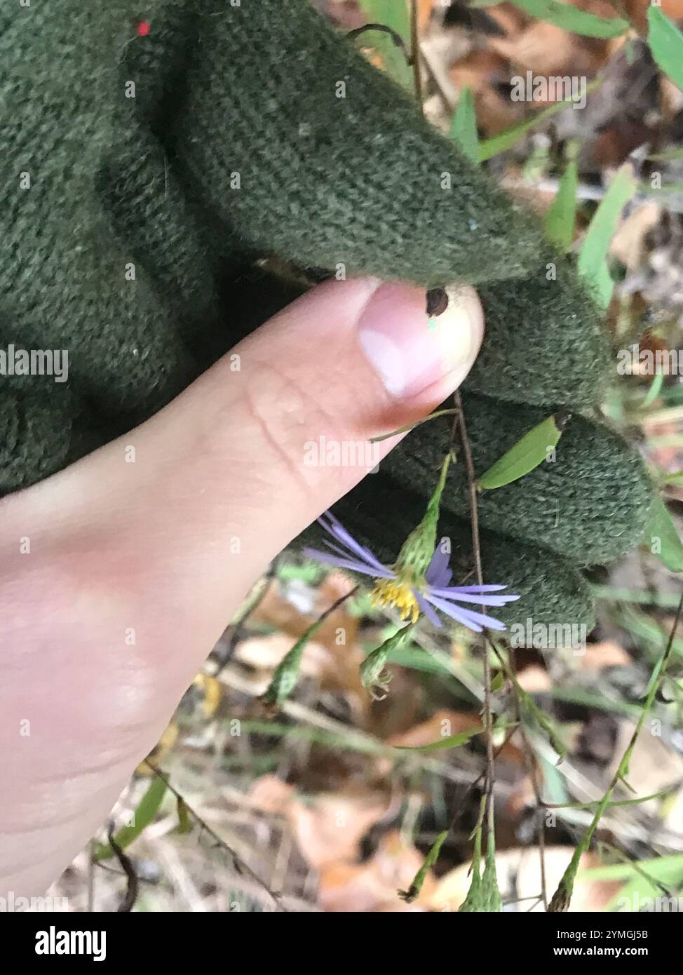 prairie aster (Symphyotrichum turbinellum Stock Photo - Alamy