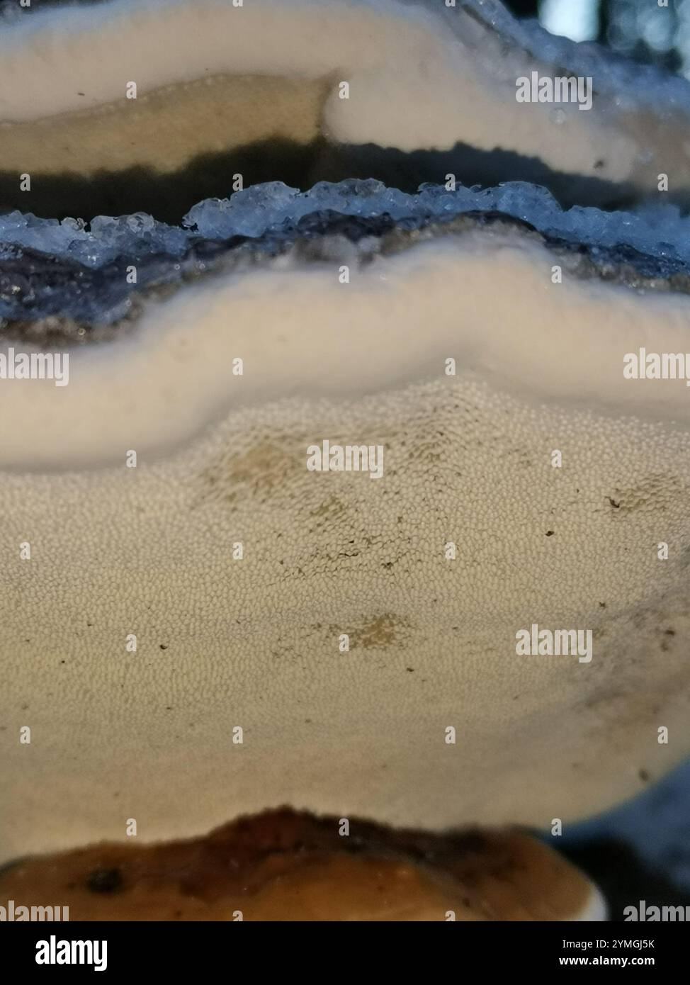 Red-banded Polypore (Fomitopsis pinicola Stock Photo - Alamy